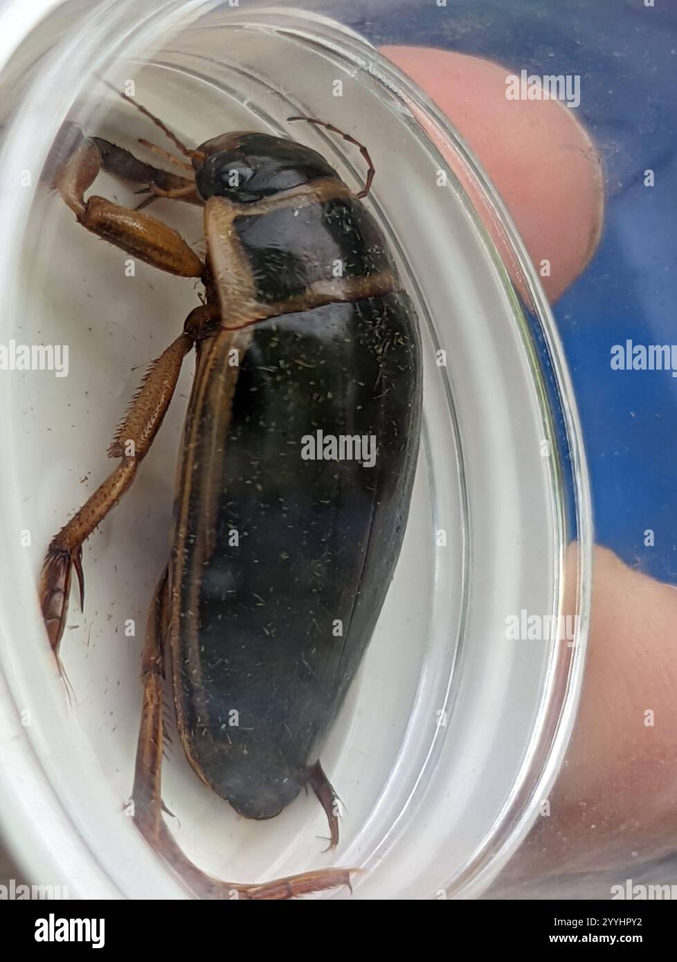 Great Diving Beetle (Dytiscus marginalis Stock Photo - Alamy