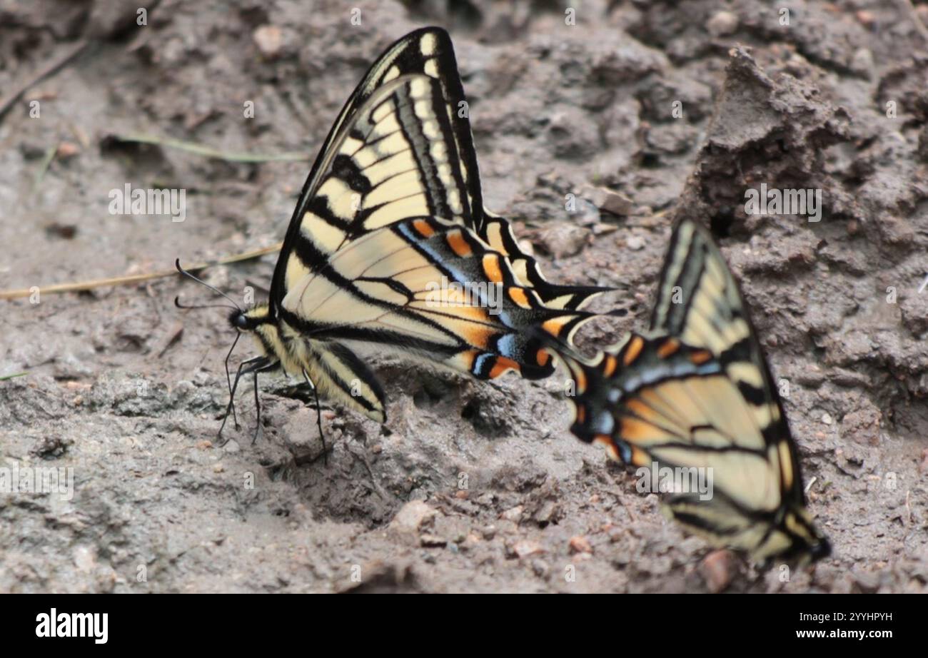 Canadian Tiger Swallowtail (Papilio canadensis Stock Photo - Alamy