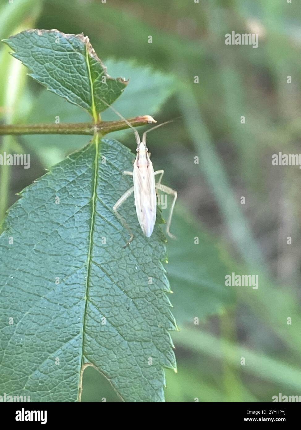 Grass bug (Stenodema laevigata Stock Photo - Alamy