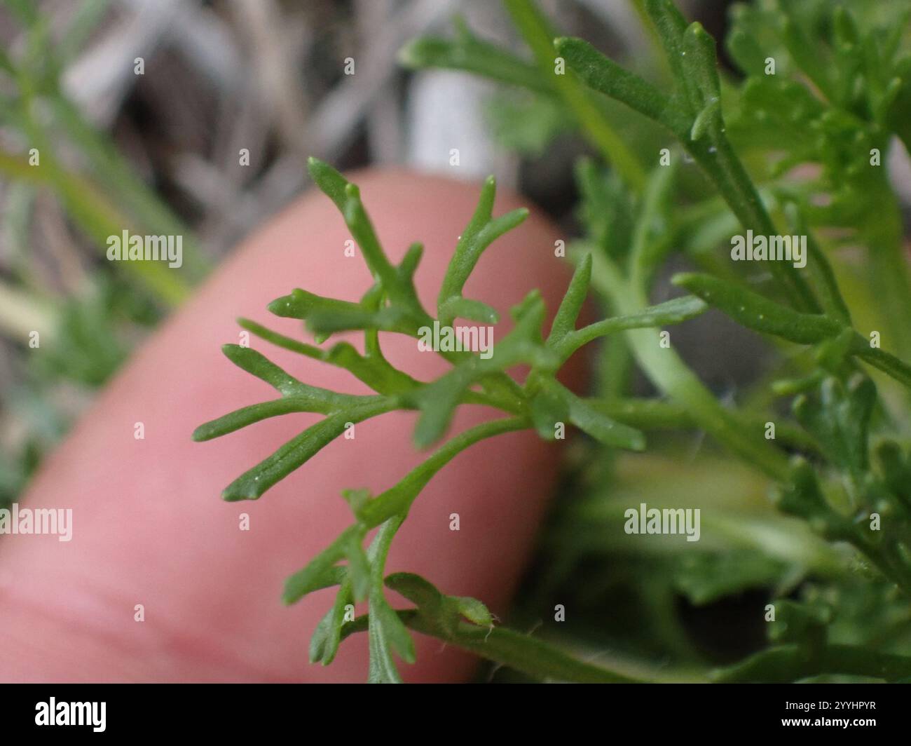 cut-leaf fleabane (Erigeron compositus Stock Photo - Alamy