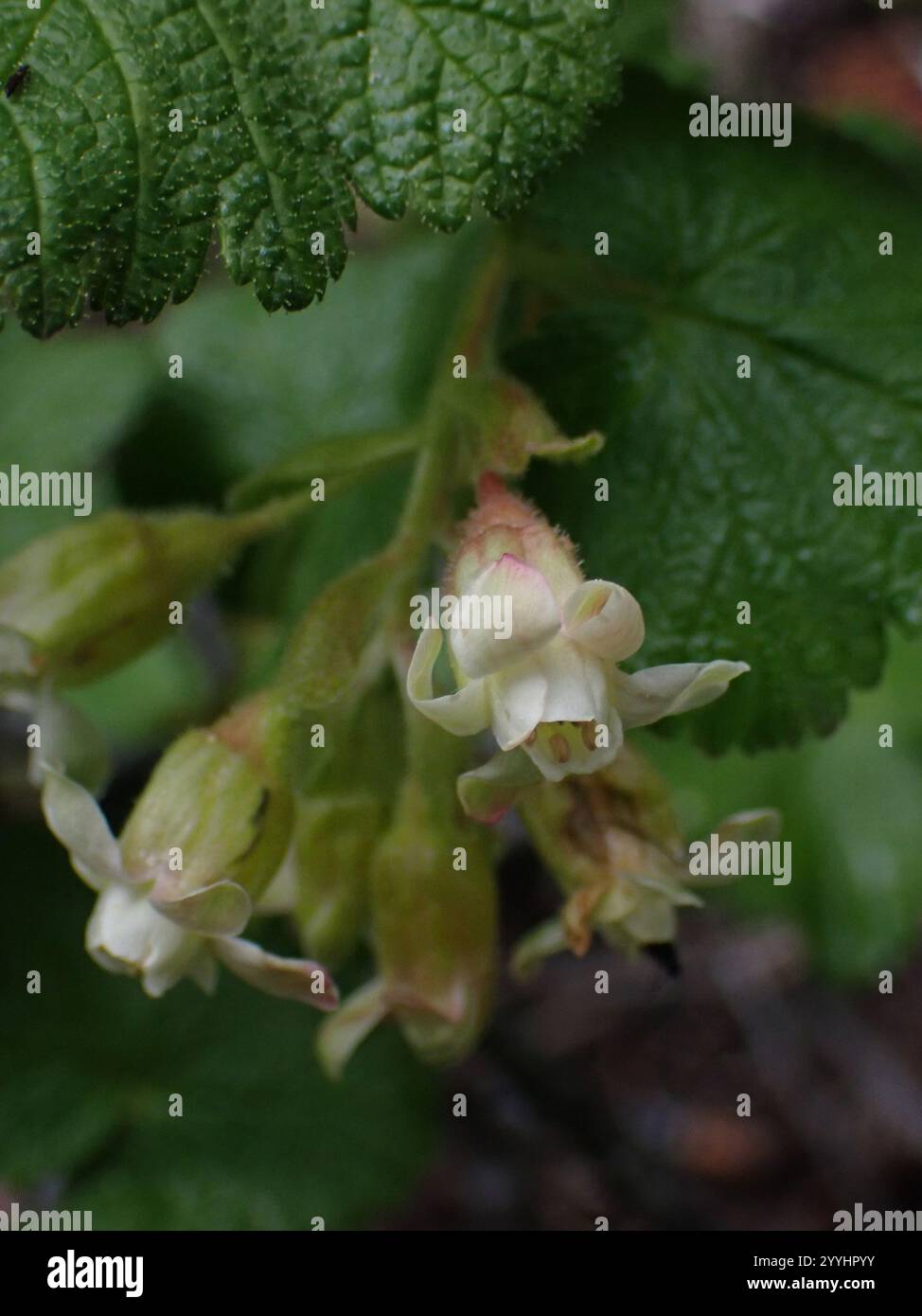 sticky currant (Ribes viscosissimum Stock Photo - Alamy