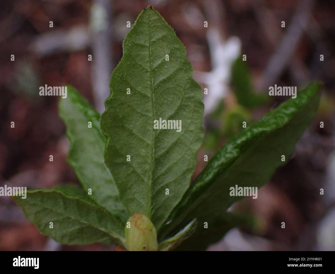 White-flowered Rhododendron (Rhododendron albiflorum Stock Photo - Alamy