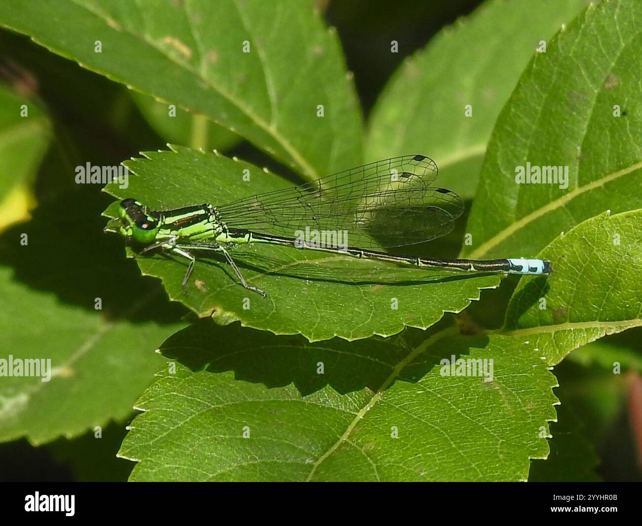 Eastern Forktail (Ischnura verticalis Stock Photo - Alamy