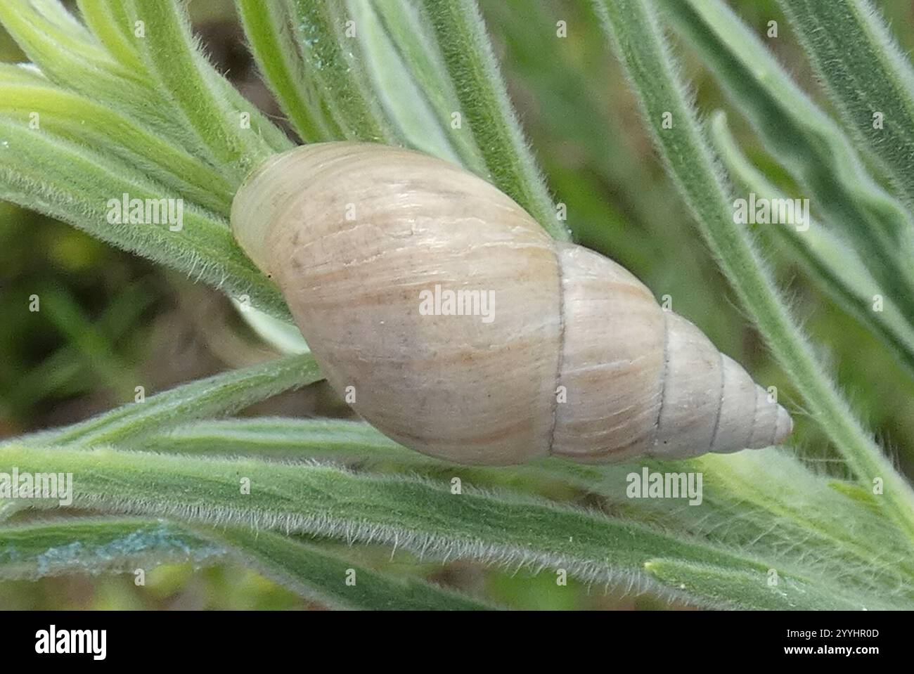 Ghost Bulimulus (Bulimulus bonariensis Stock Photo - Alamy