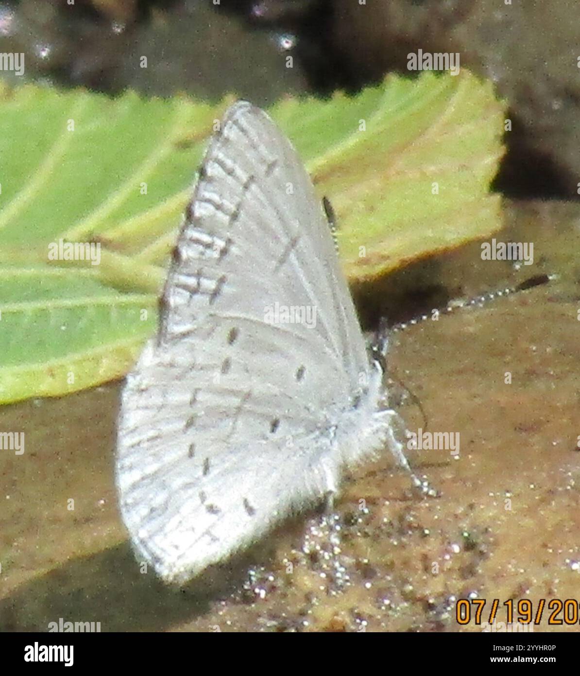 Echo Azure (Celastrina echo Stock Photo - Alamy