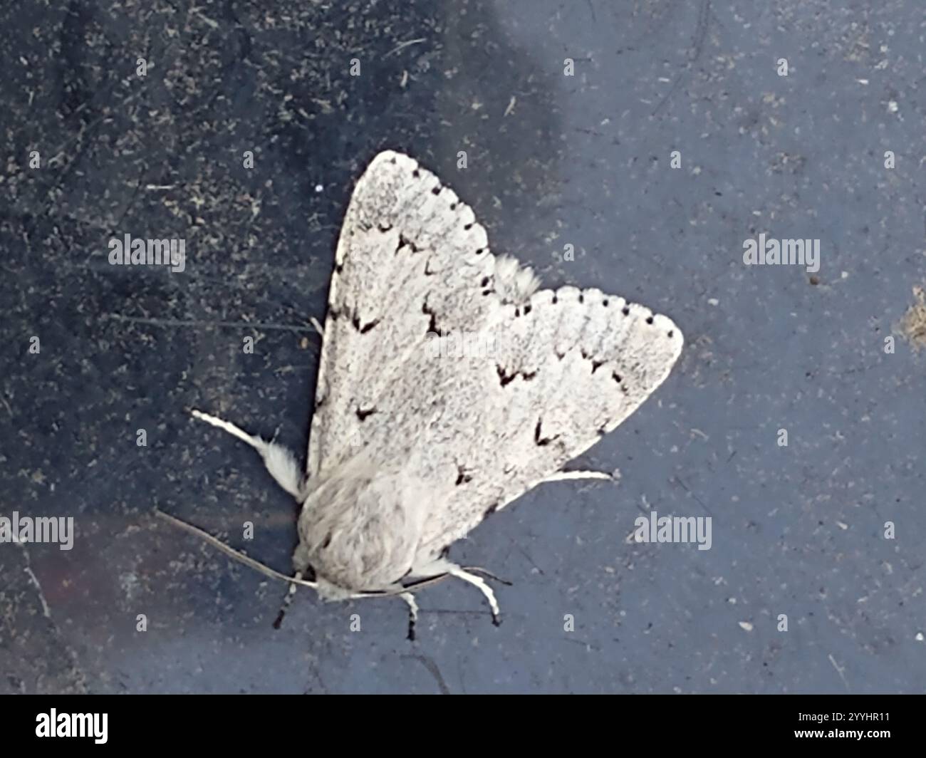 The Miller (Acronicta leporina Stock Photo - Alamy