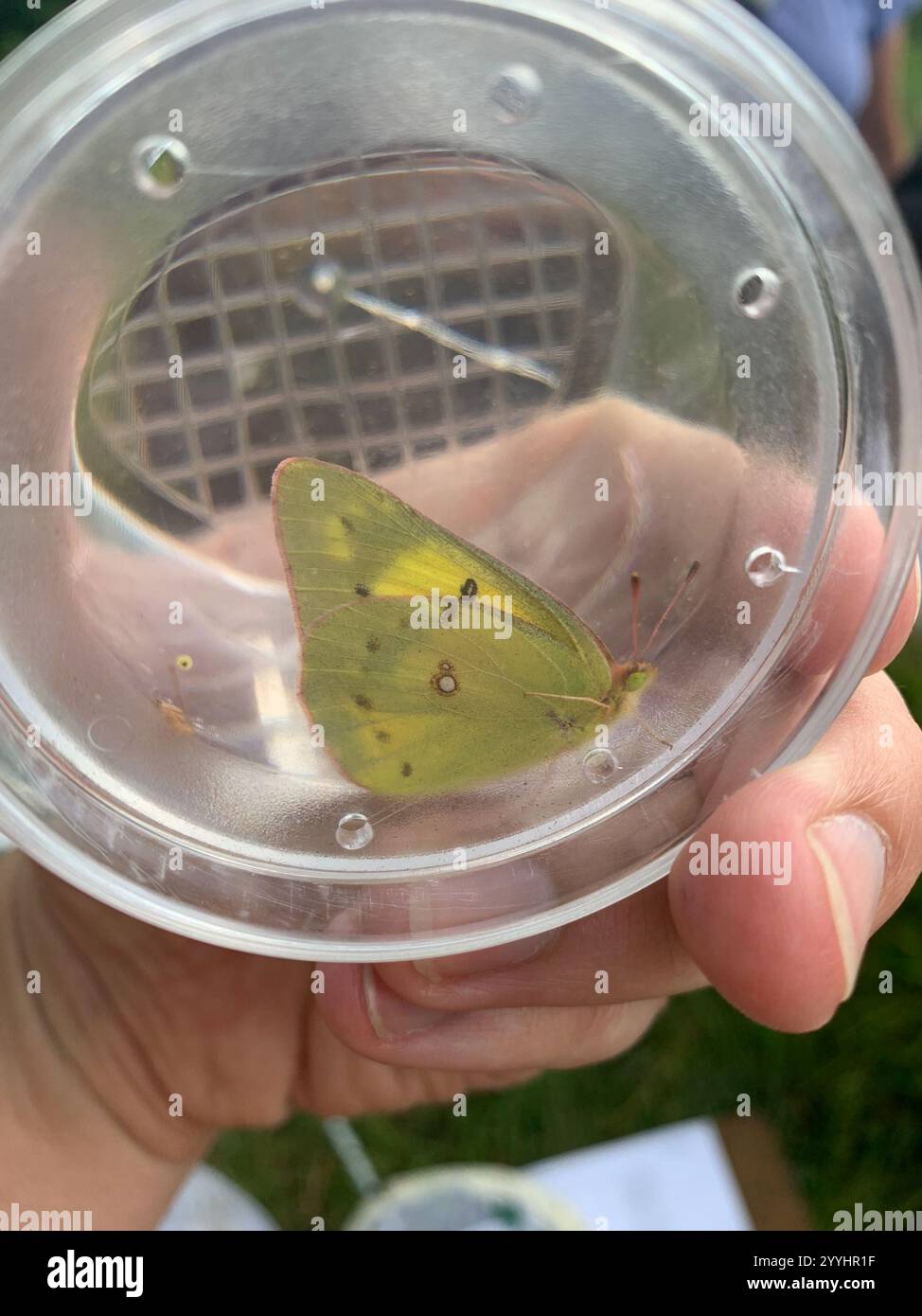 Orange Sulphur (Colias eurytheme Stock Photo - Alamy