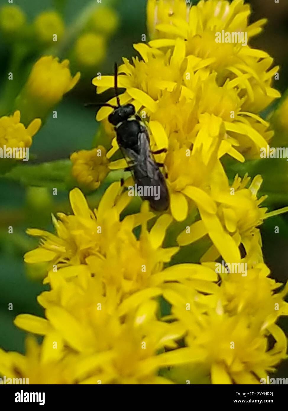 Masked Bees (Hylaeus Stock Photo - Alamy