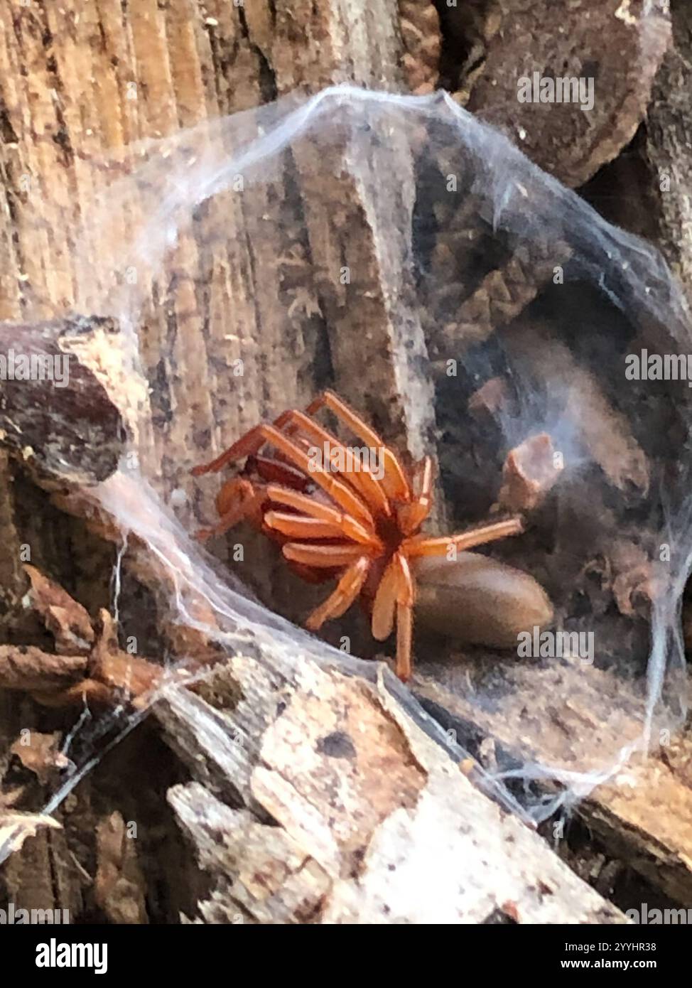 Woodlouse Spider (Dysdera crocata Stock Photo - Alamy