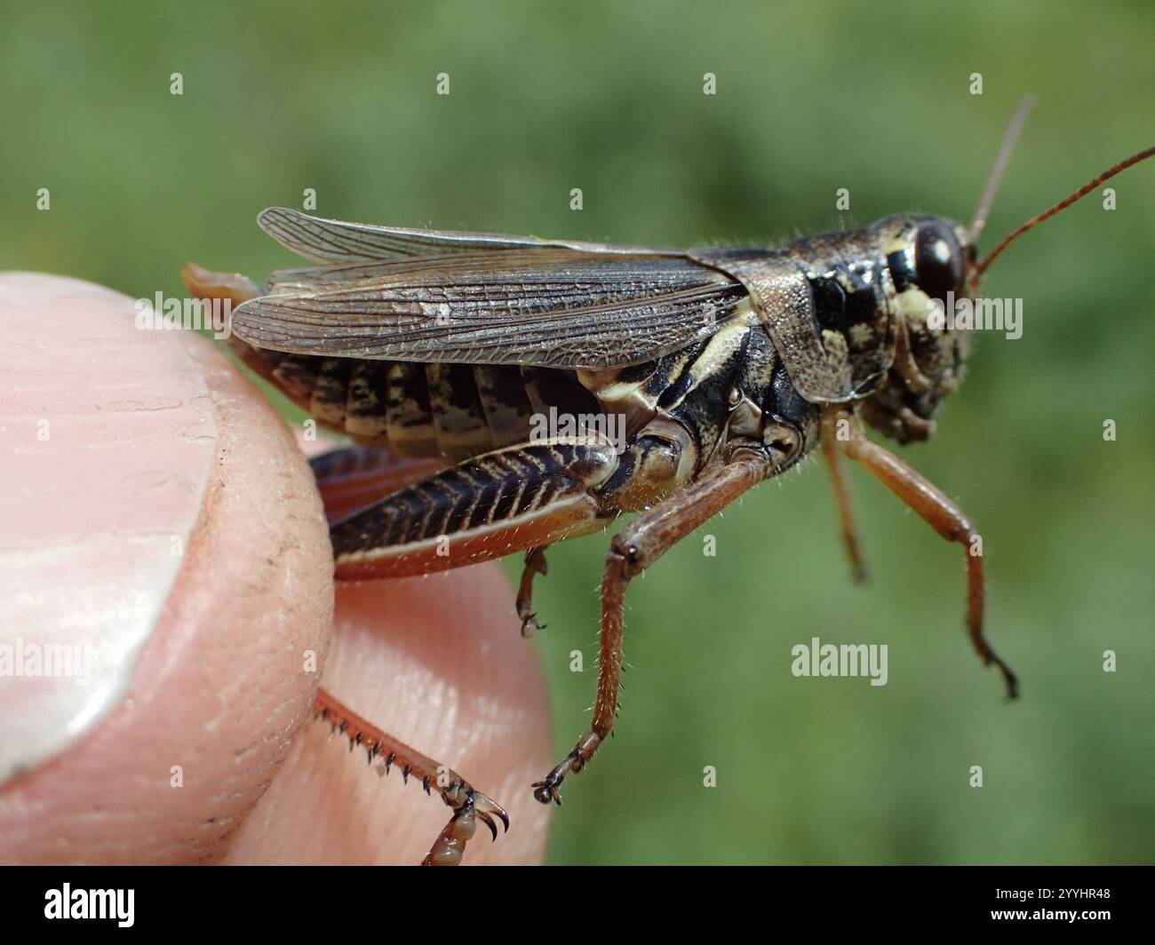 Northern Spur-throat Grasshopper (Melanoplus borealis Stock Photo - Alamy