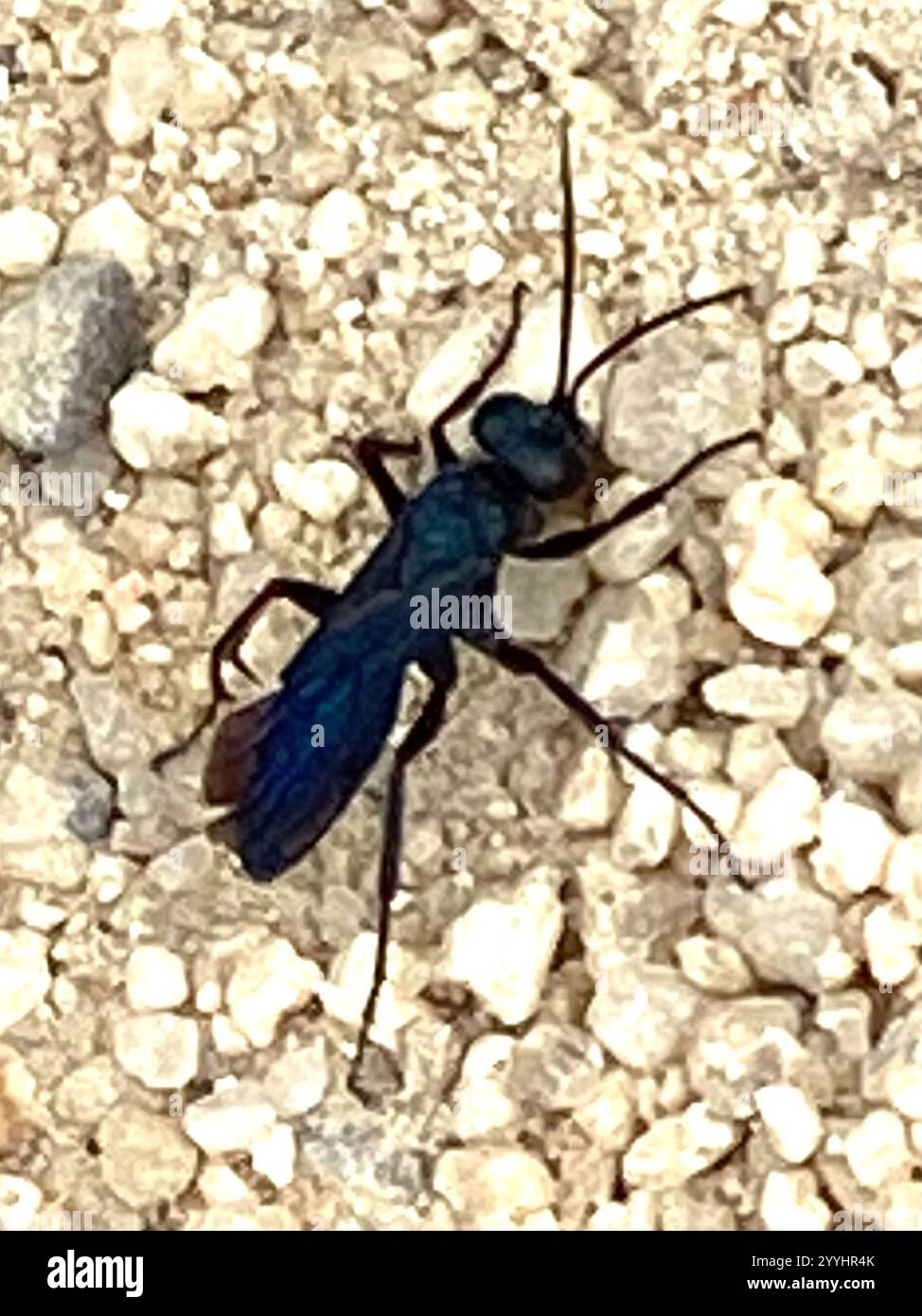 Spider Wasps (Pompilidae Stock Photo - Alamy