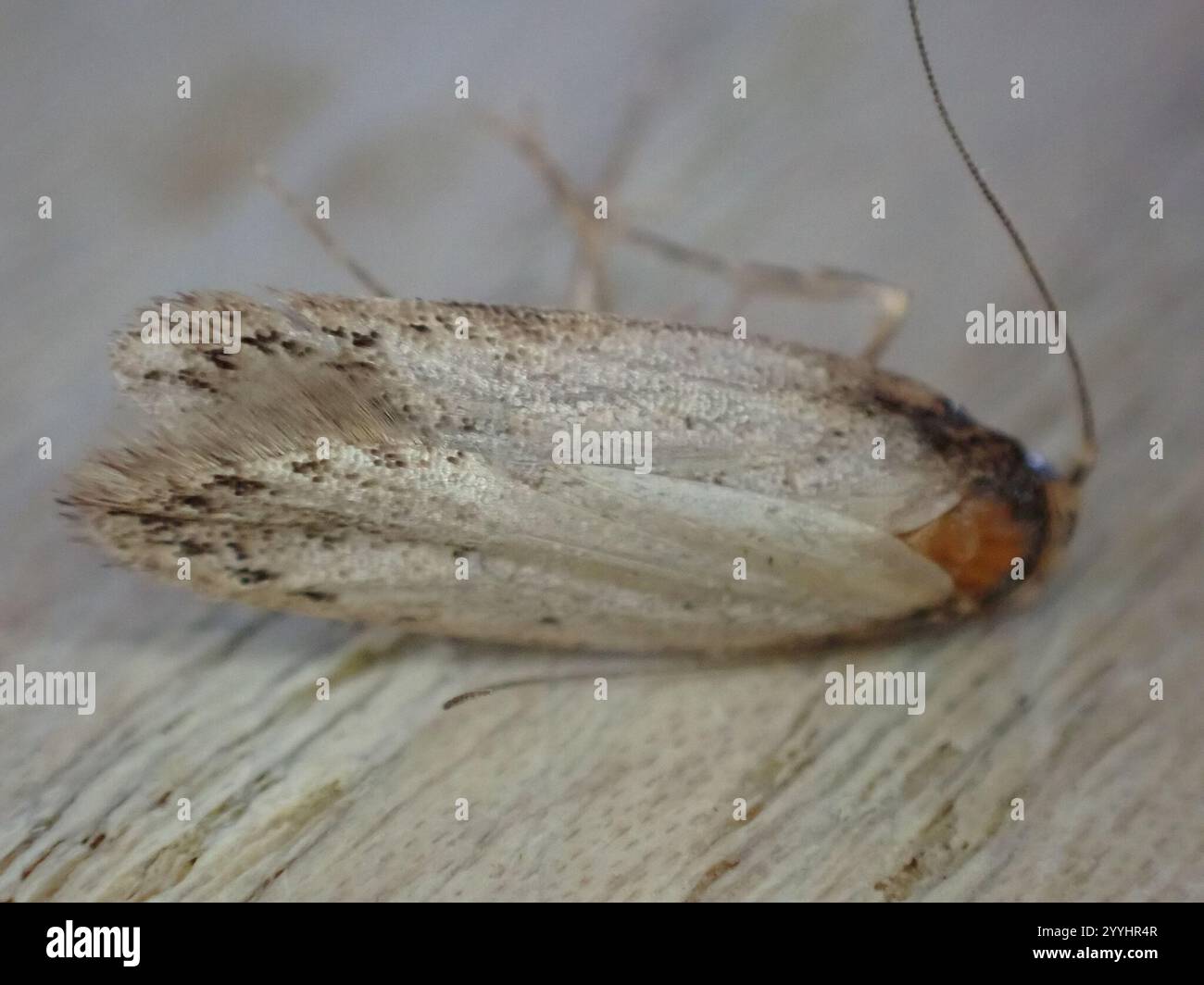Brown House Moth (Hofmannophila pseudospretella Stock Photo - Alamy