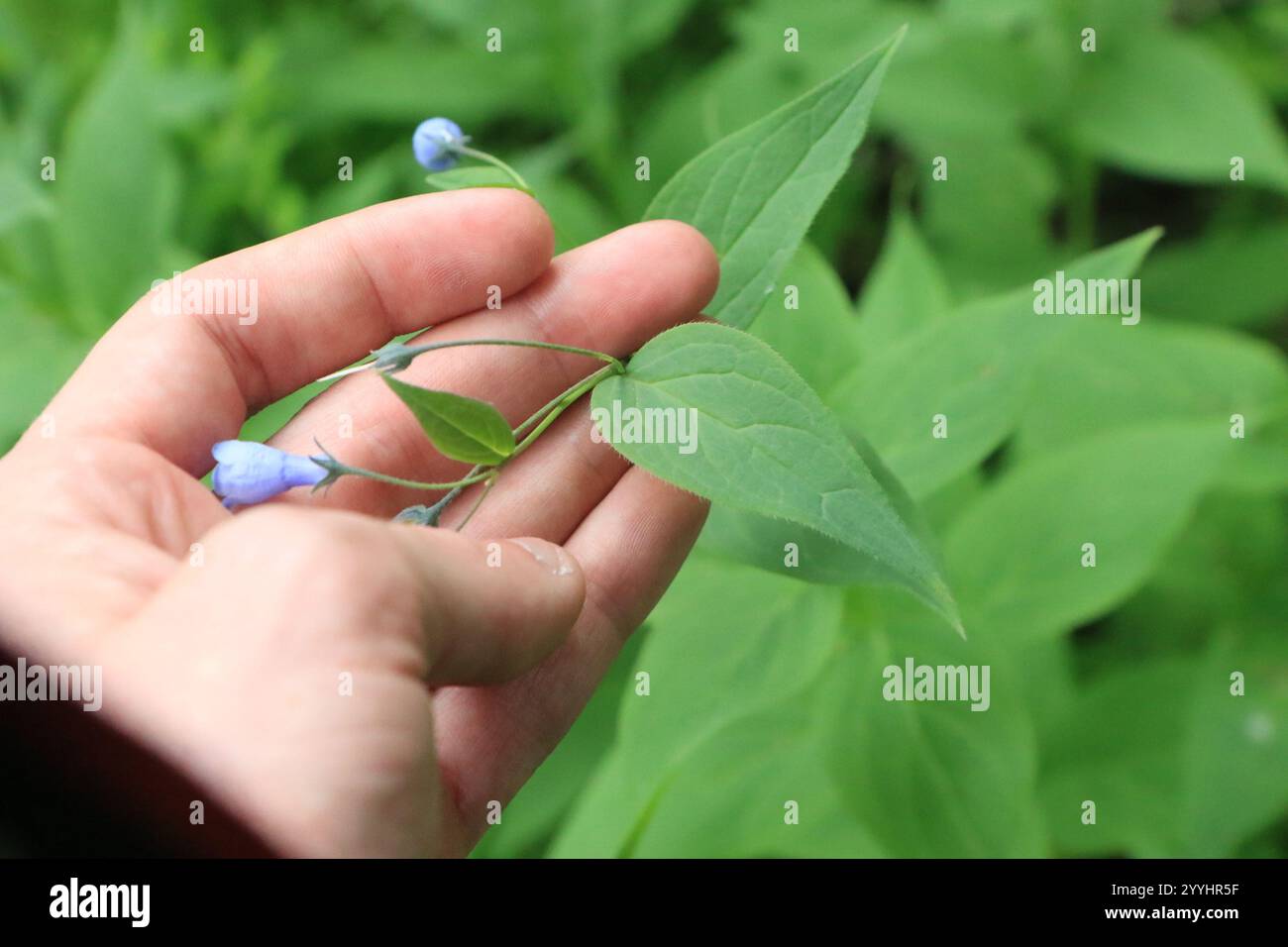 Tall Bluebell (Mertensia paniculata Stock Photo - Alamy