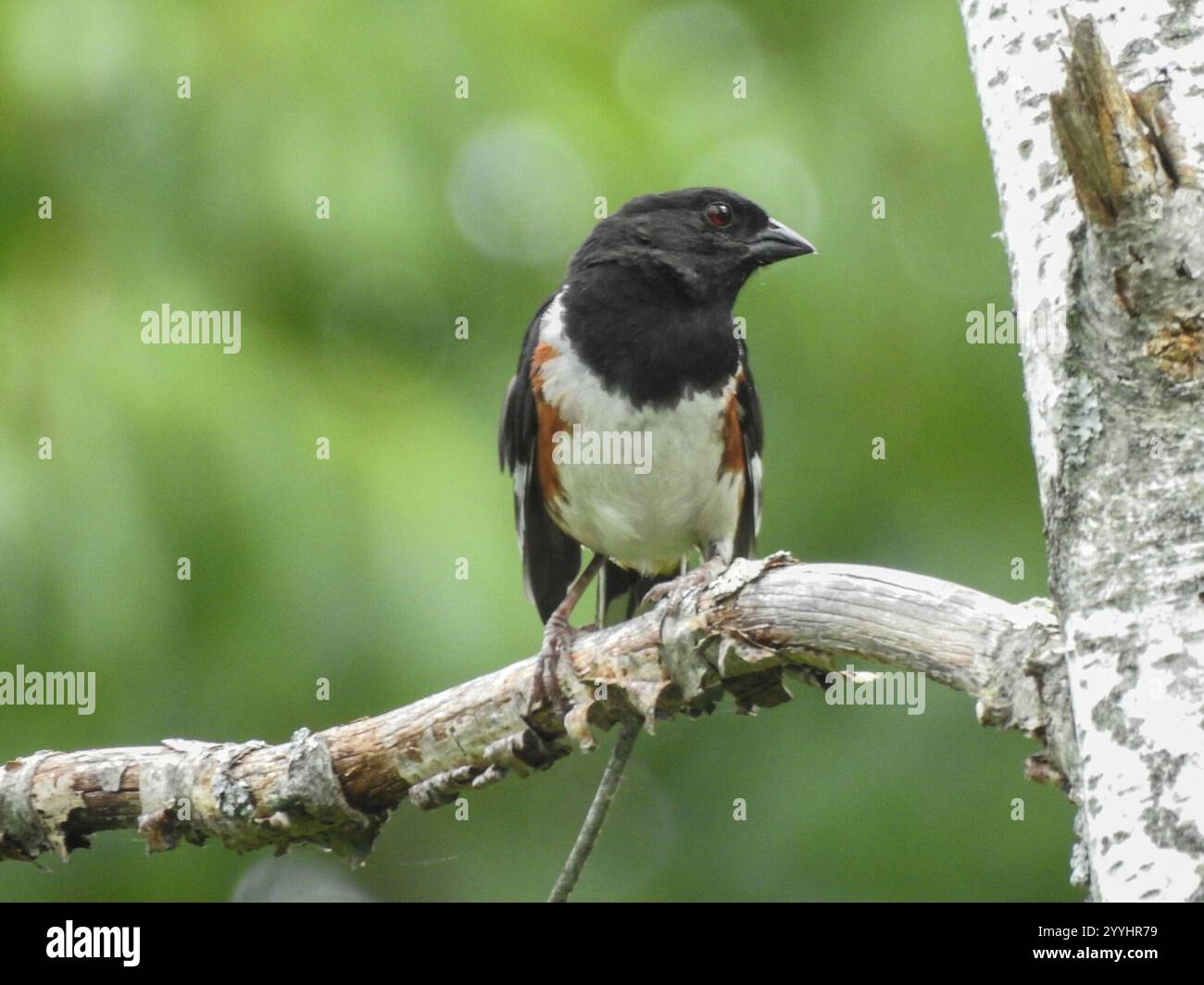 Eastern Towhee (Pipilo erythrophthalmus Stock Photo - Alamy