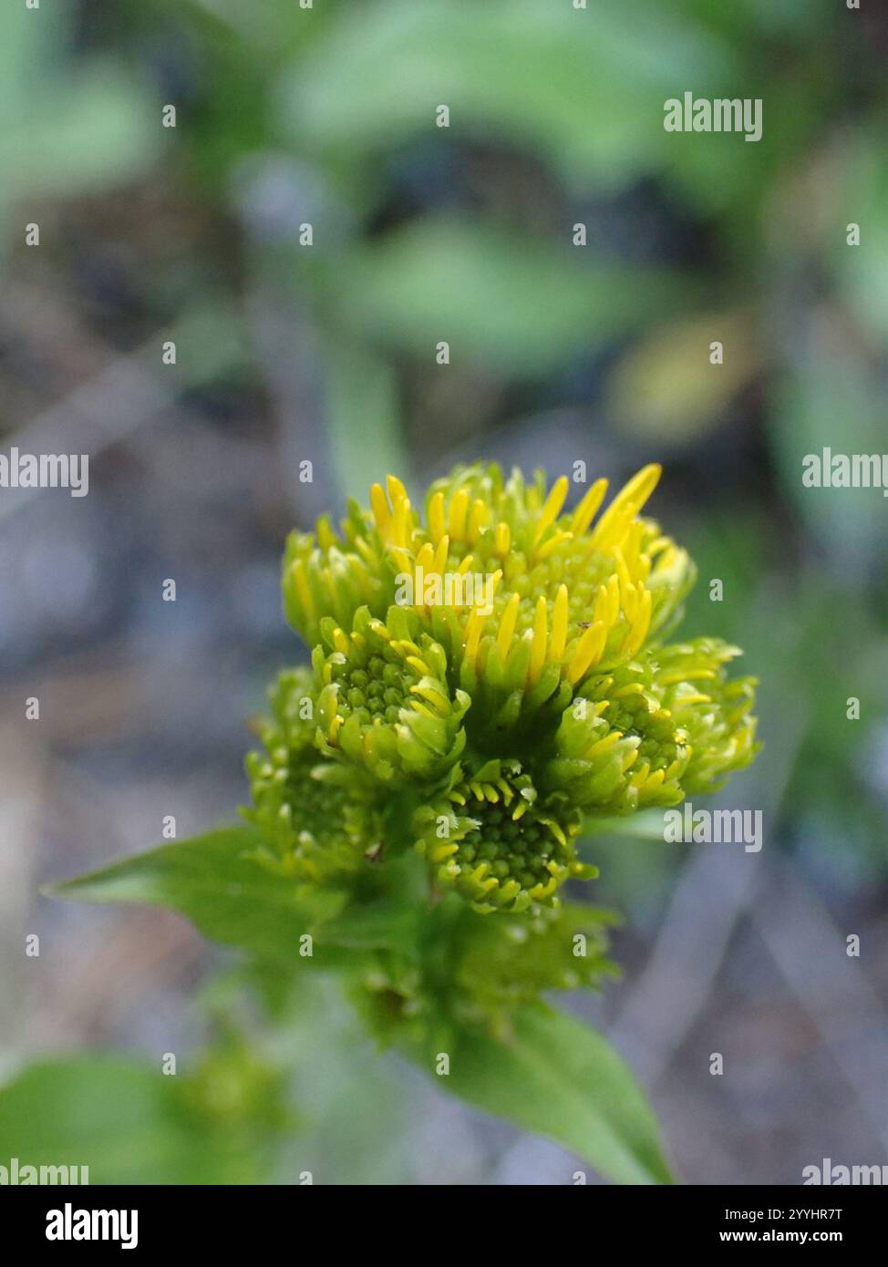 northern goldenrod (Solidago multiradiata Stock Photo - Alamy