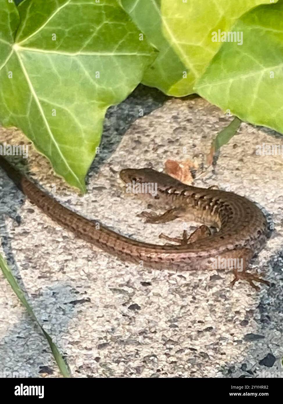 Northern Alligator Lizard (Elgaria coerulea Stock Photo - Alamy