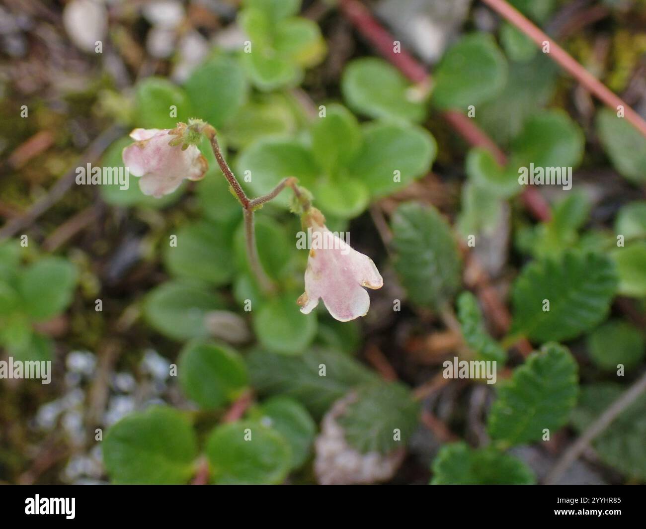 Twinflower (Linnaea borealis Stock Photo - Alamy