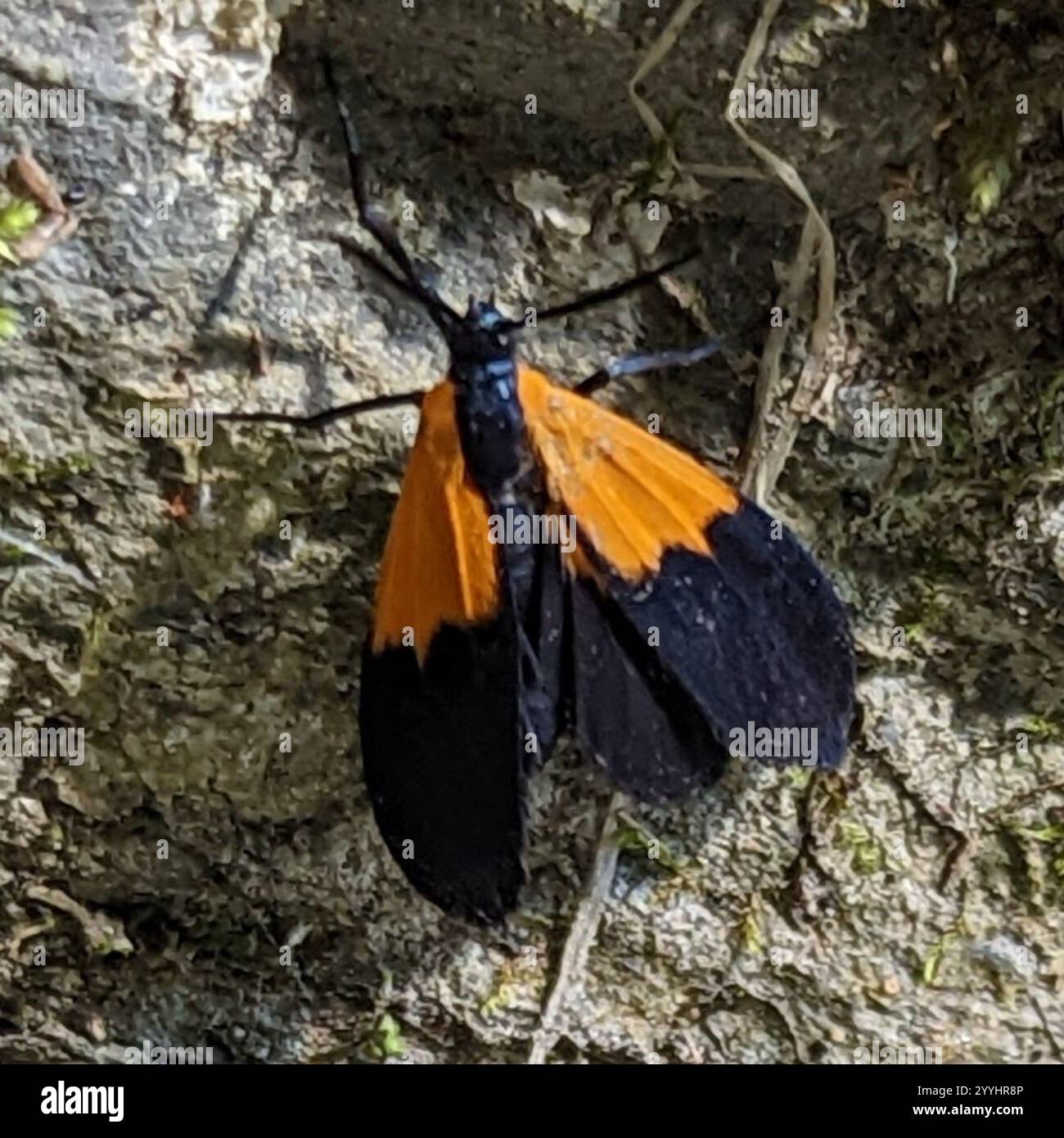 Black-and-yellow Lichen Moth (Lycomorpha pholus Stock Photo - Alamy
