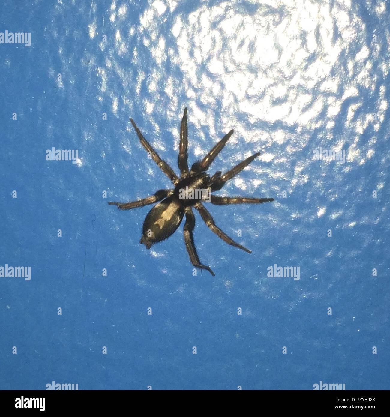 Eastern Parson Spider (Herpyllus ecclesiasticus Stock Photo - Alamy