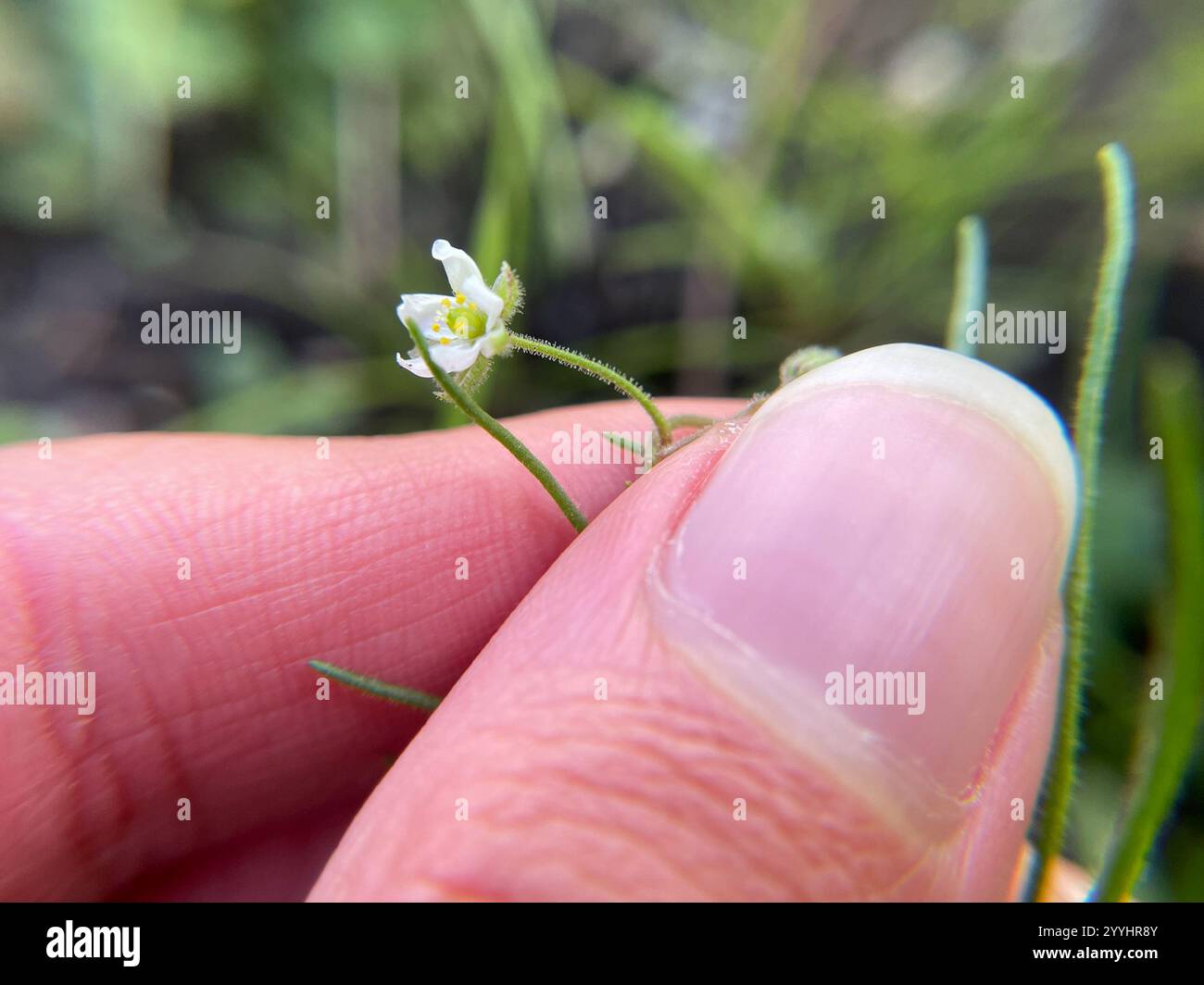 Corn spurrey (Spergula arvensis Stock Photo - Alamy