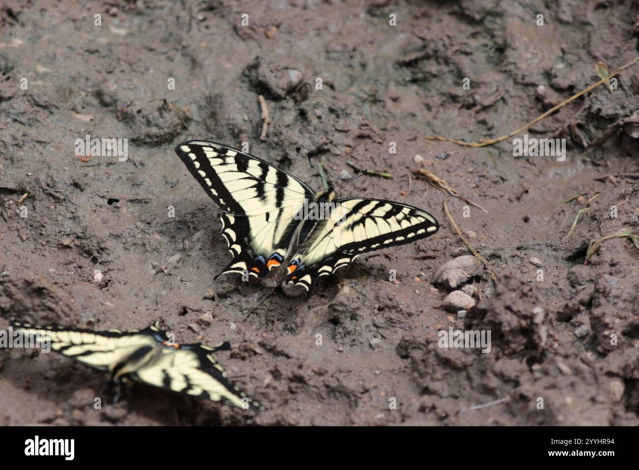 Canadian Tiger Swallowtail (Papilio canadensis Stock Photo - Alamy