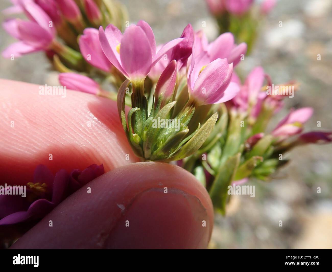 Common centaury (Centaurium erythraea Stock Photo - Alamy