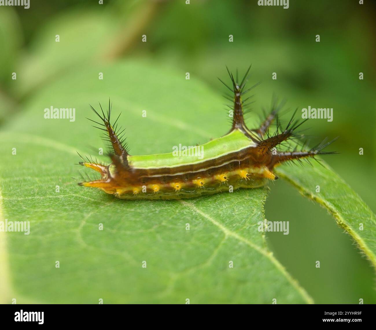 Slug Caterpillar Moths (Limacodidae Stock Photo - Alamy