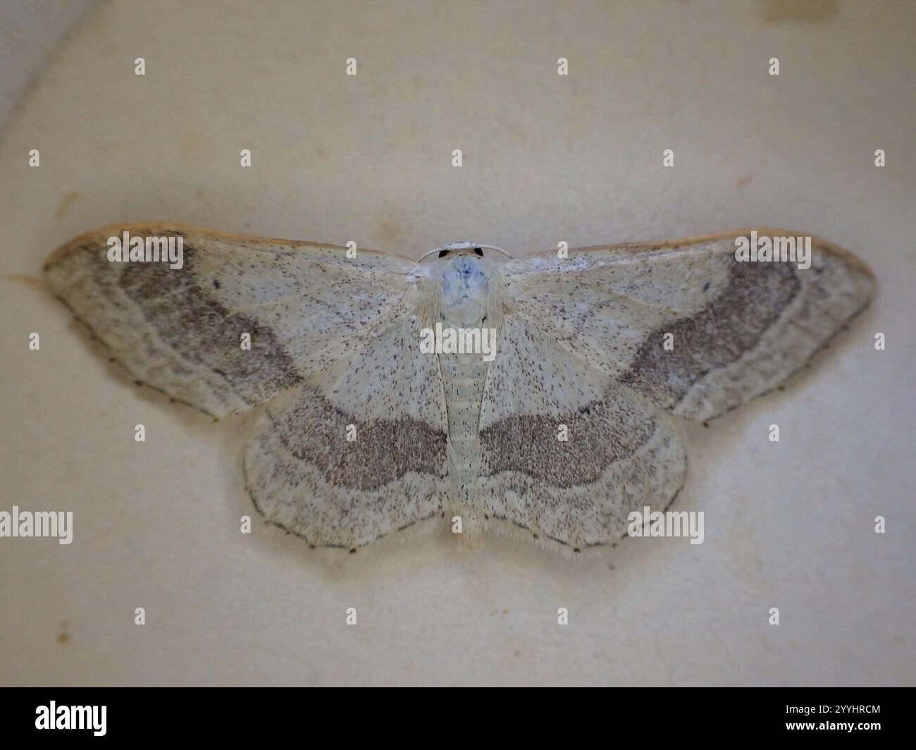 Riband Wave (Idaea aversata Stock Photo - Alamy