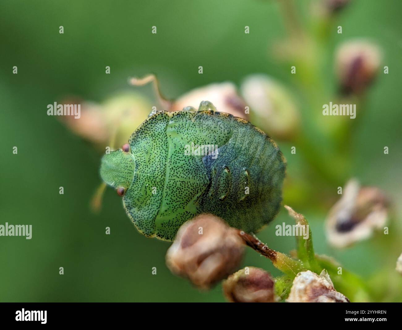Green Shield Bug (Palomena prasina Stock Photo - Alamy