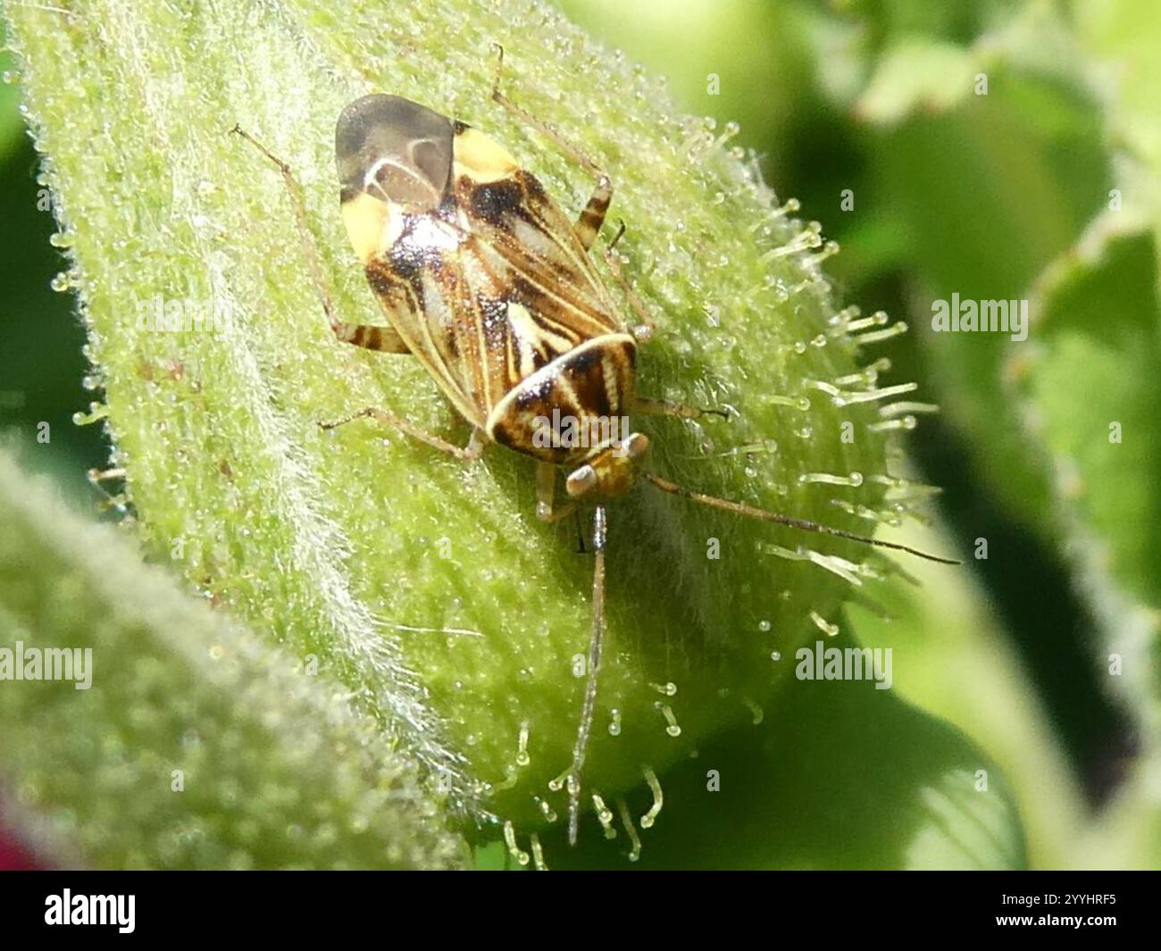 Lygus Bugs (Lygus Stock Photo - Alamy