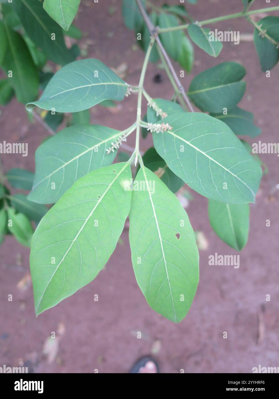 bushwillow family (Combretaceae Stock Photo - Alamy