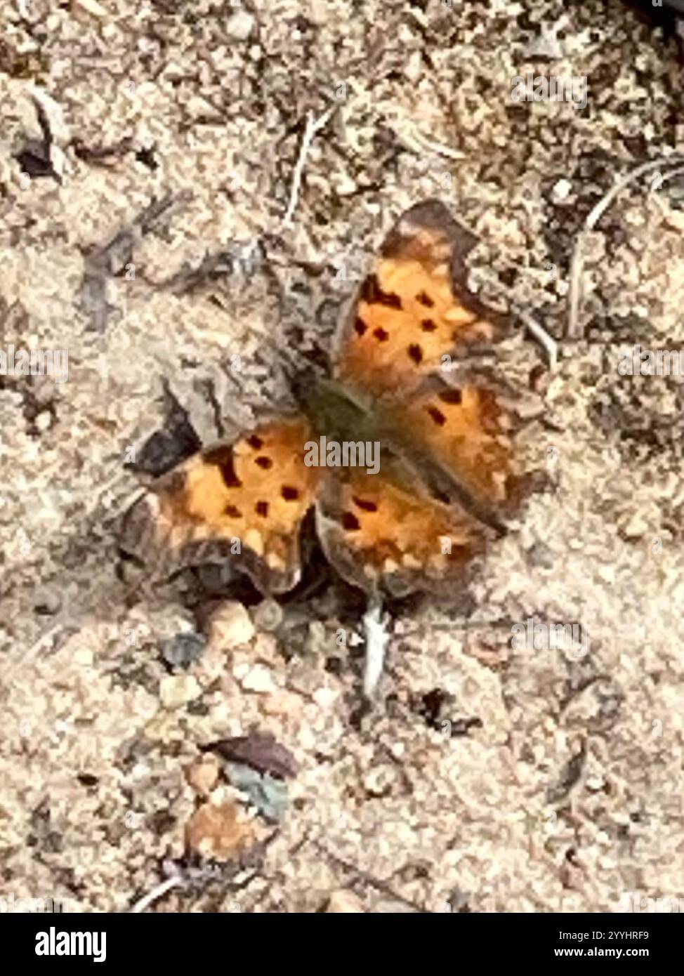 Green Comma (Polygonia faunus Stock Photo - Alamy