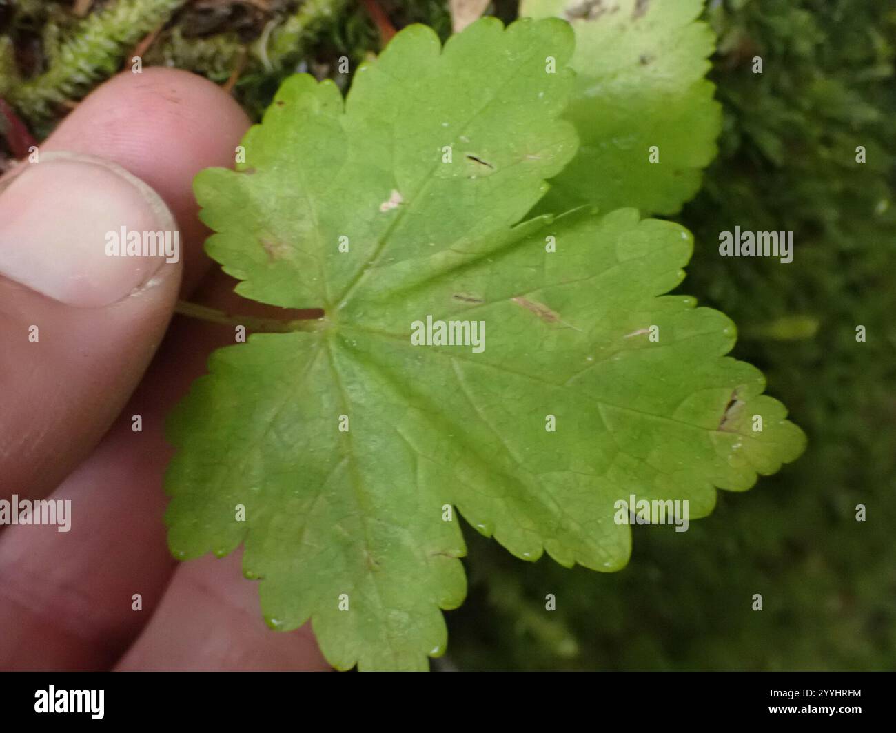 Oneleaf Foamflower (Tiarella trifoliata unifoliata Stock Photo - Alamy