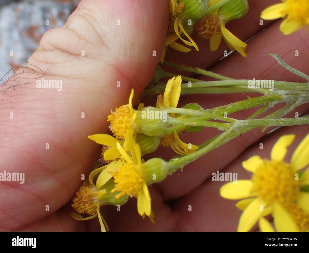 woolly groundsel (Packera cana Stock Photo - Alamy