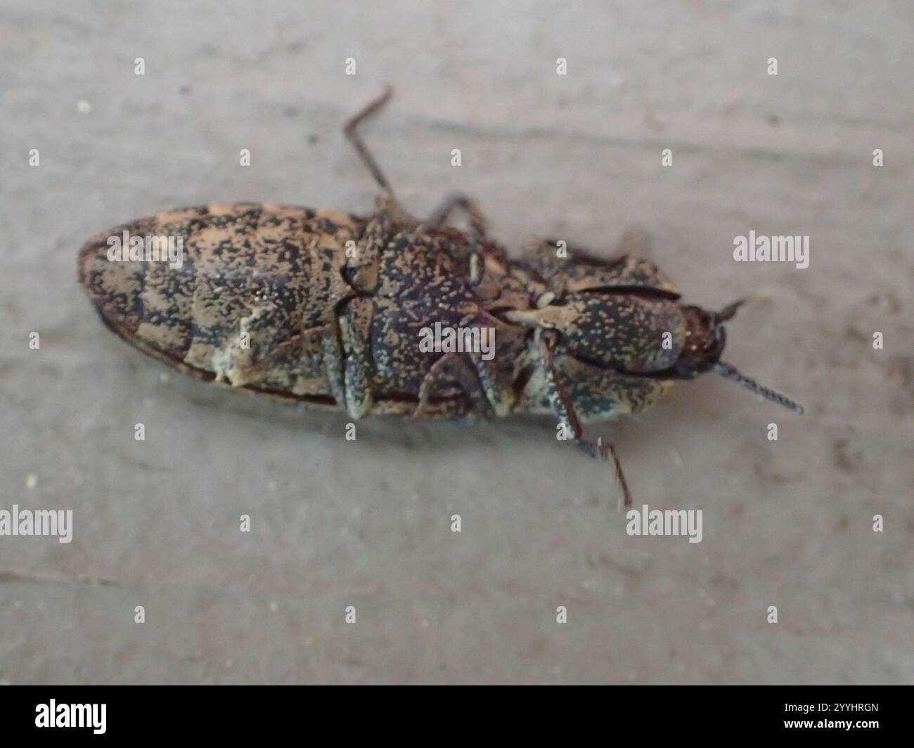 Short-horned Click Beetle (Danosoma brevicorne Stock Photo - Alamy
