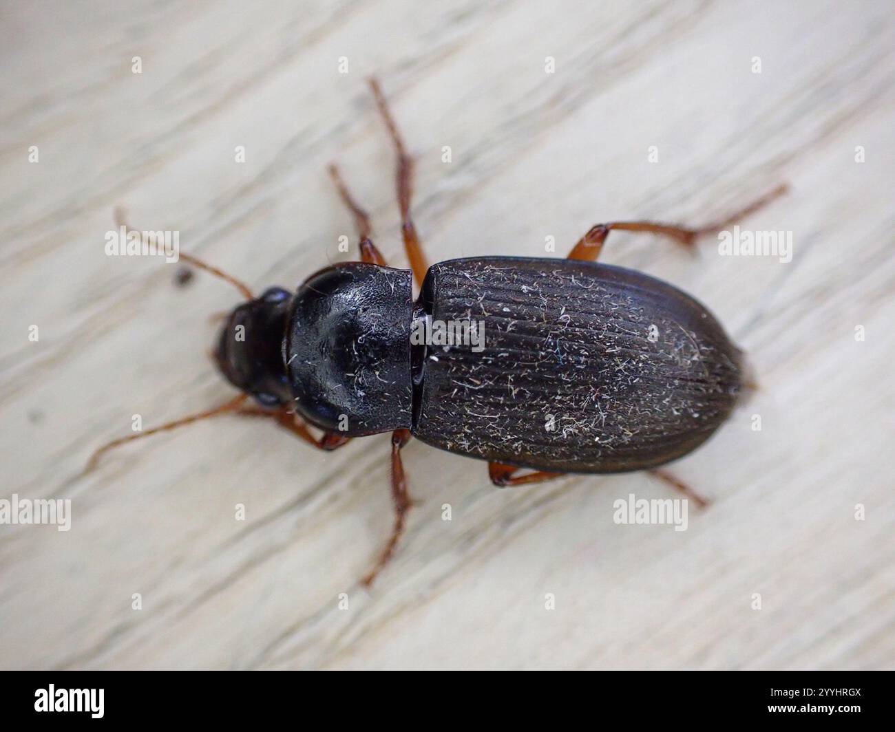 Strawberry Seed Beetle (Harpalus rufipes Stock Photo - Alamy