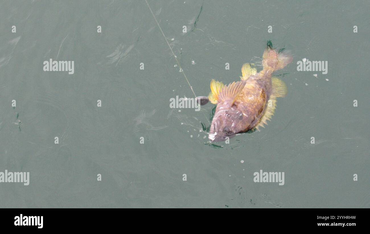 Gray rockfish (Sebastes glaucus Stock Photo - Alamy