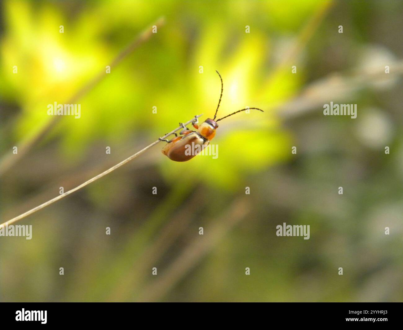 Swollen Restio Beetles (Pseudorupilia Stock Photo - Alamy