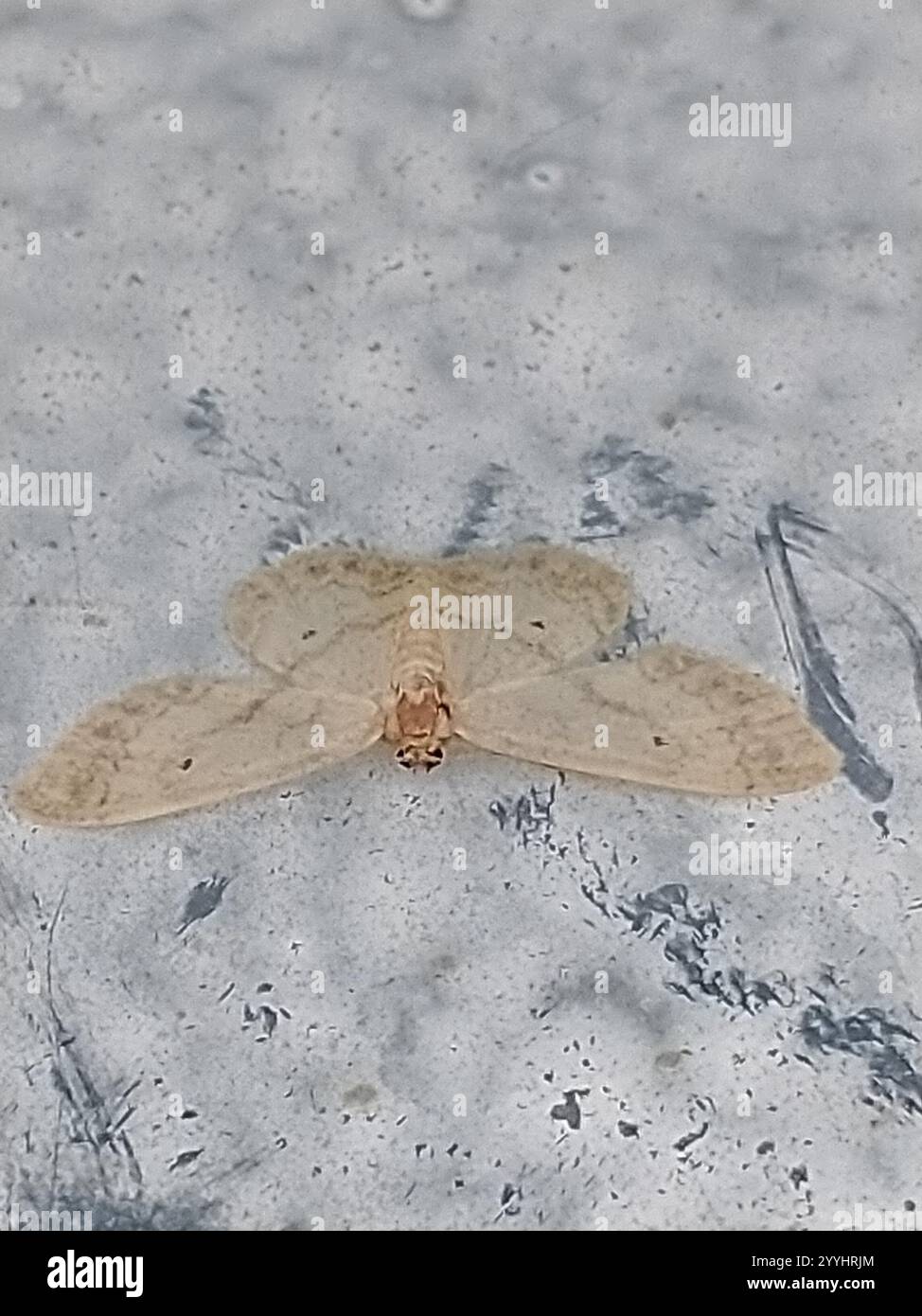Small Fan-footed Wave (Idaea biselata Stock Photo - Alamy