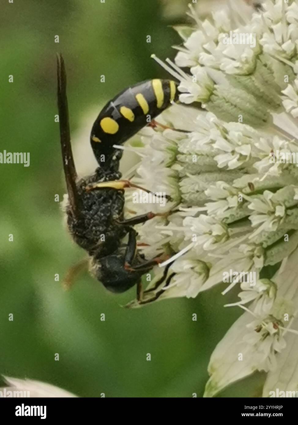 Common Ectemnius (Ectemnius continuus Stock Photo - Alamy