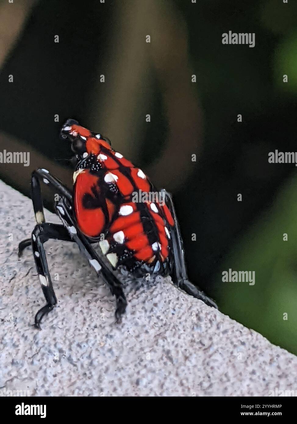 Spotted Lanternfly (Lycorma delicatula Stock Photo - Alamy