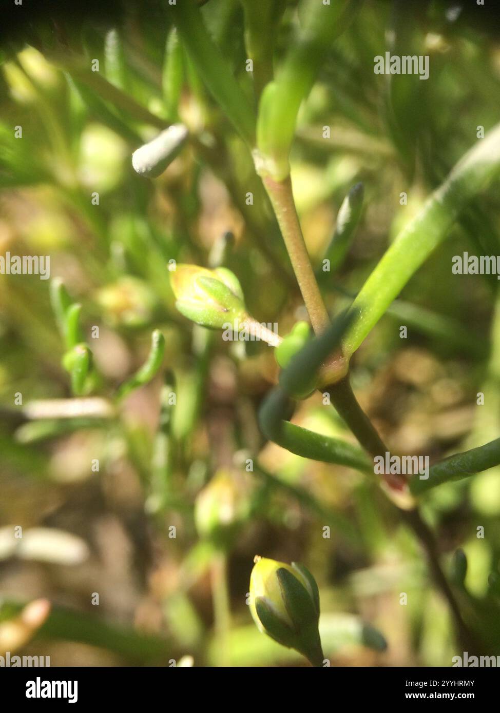 Saltmarsh Sand Spurry (Spergularia marina Stock Photo - Alamy