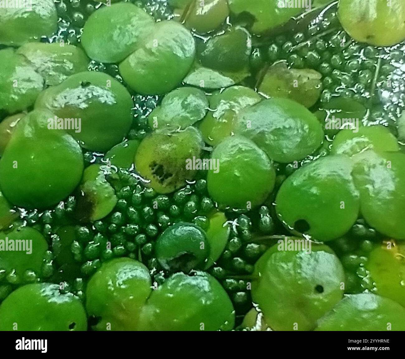 Wolffia columbiana hi-res stock photography and images - Alamy