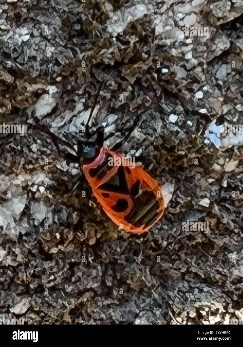 European Firebug (Pyrrhocoris apterus Stock Photo - Alamy