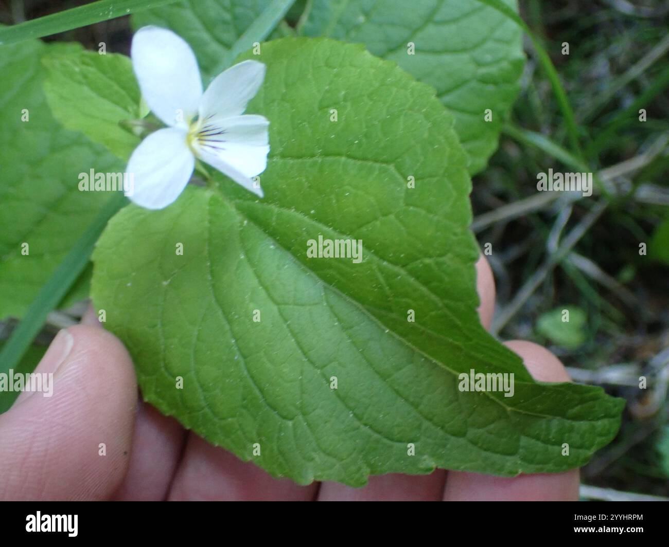 Canada Violet (Viola canadensis Stock Photo - Alamy