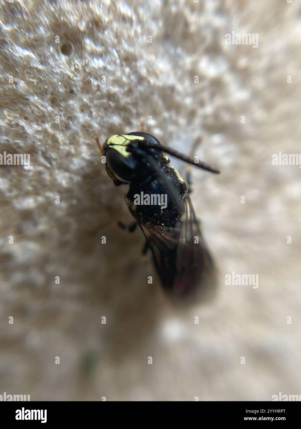 Common Masked Bee (Hylaeus communis Stock Photo - Alamy