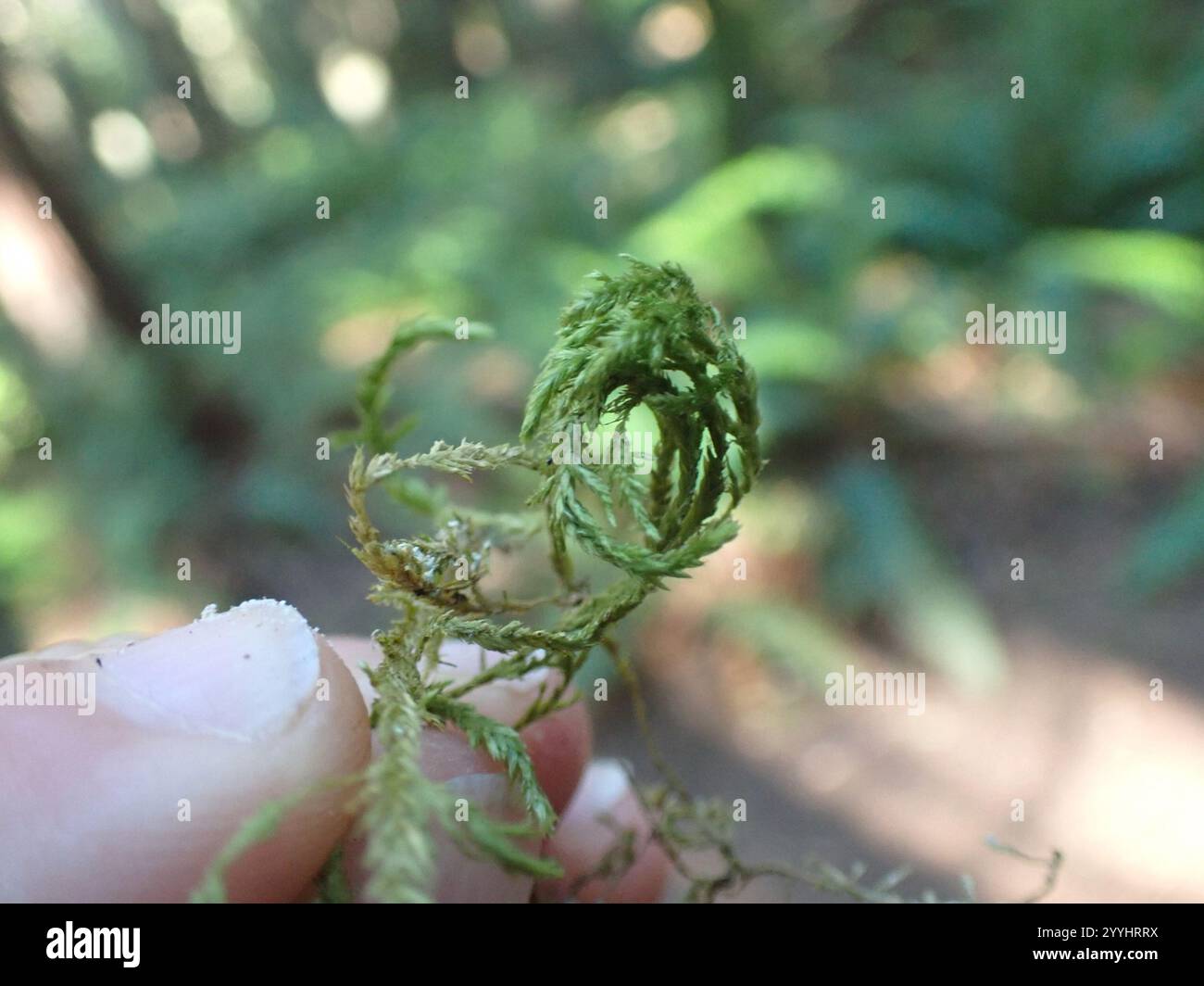 California alsia moss (Alsia californica Stock Photo - Alamy