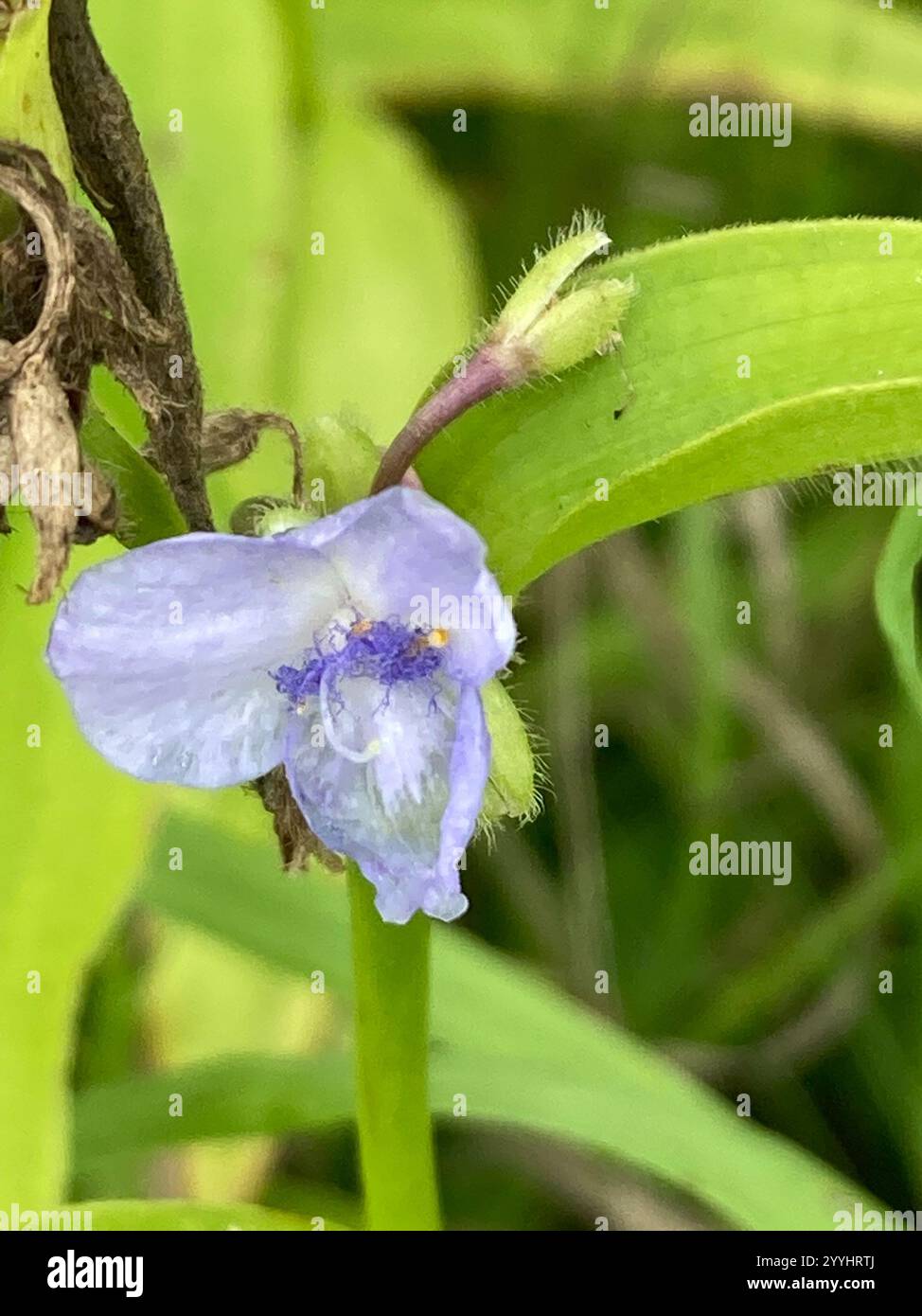 Zigzag Spiderwort (Tradescantia subaspera Stock Photo - Alamy