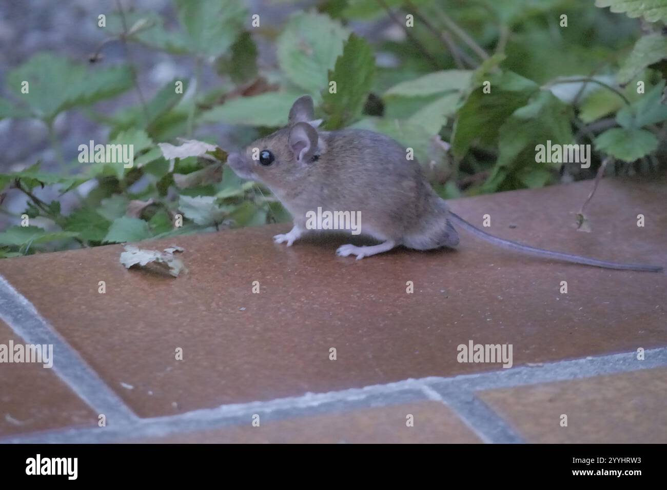 Old World Field Mice (Apodemus Stock Photo - Alamy