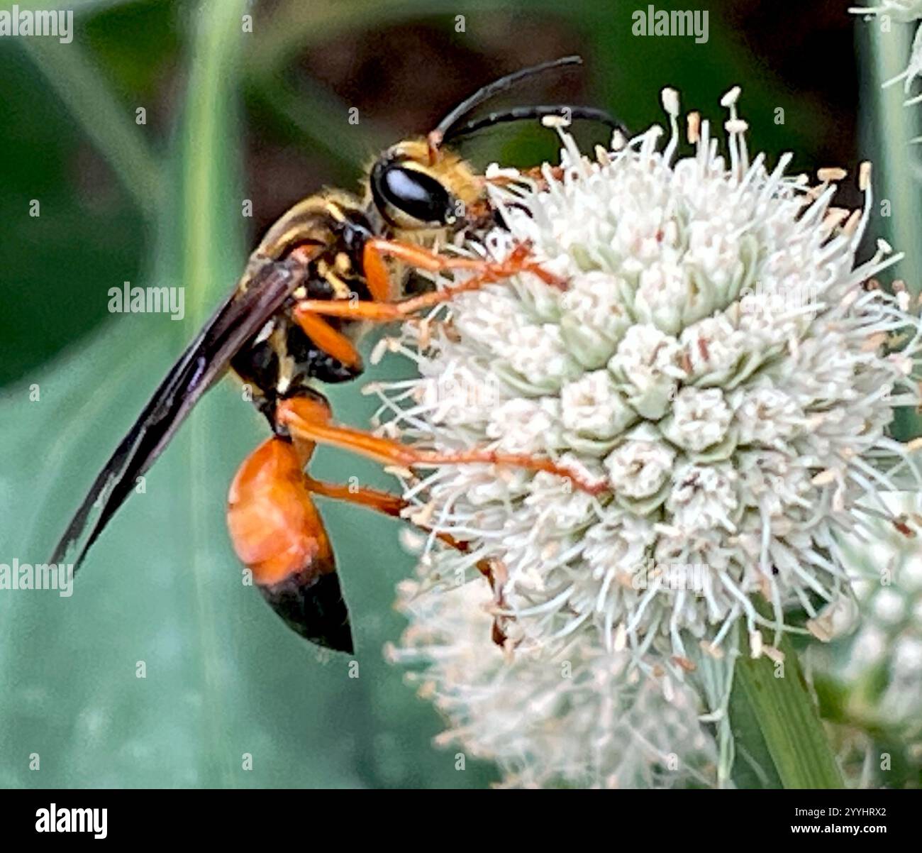 Great Golden Digger Wasp (Sphex ichneumoneus Stock Photo - Alamy